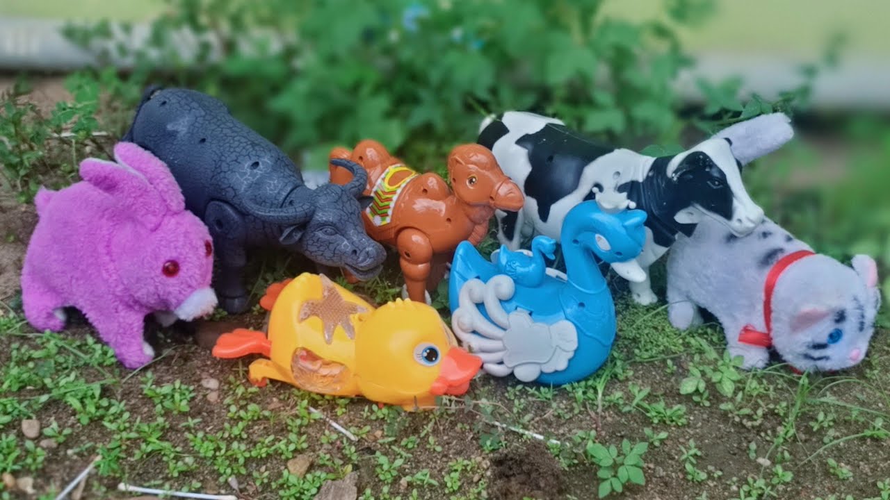 Mainan Hewan Ternak Hidup Sapi, Kerbau, Bebek, Onta, Kelinci, Kucing ...