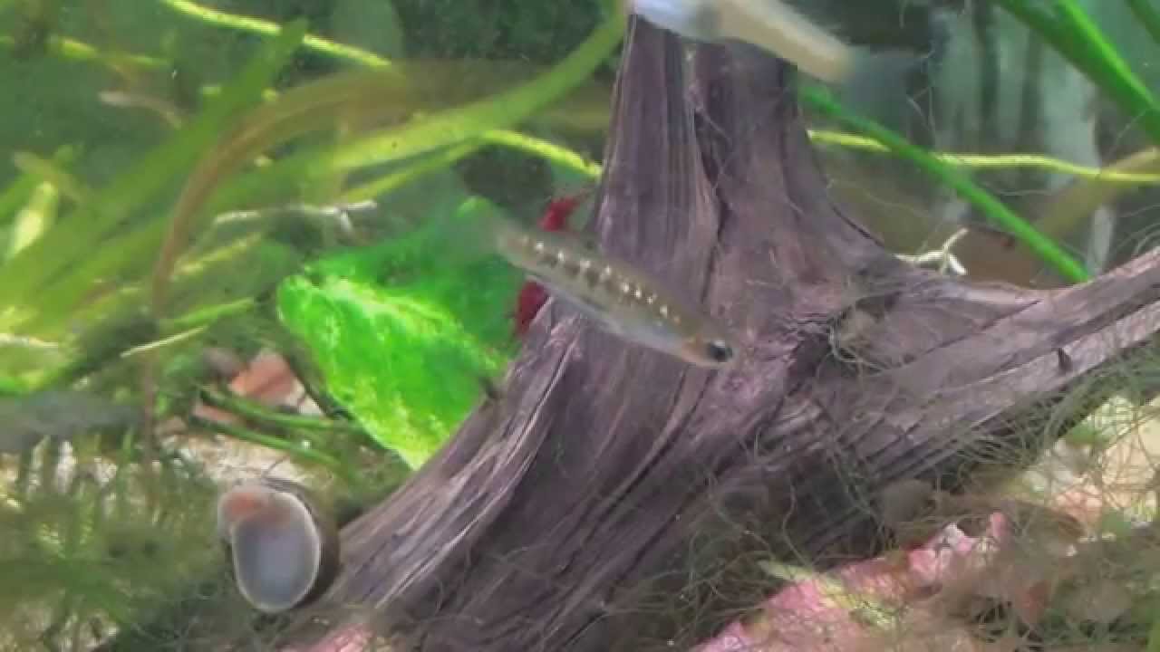 AfricanCichlids.net: Girardinus metallicus - The Metallic Livebearer ...