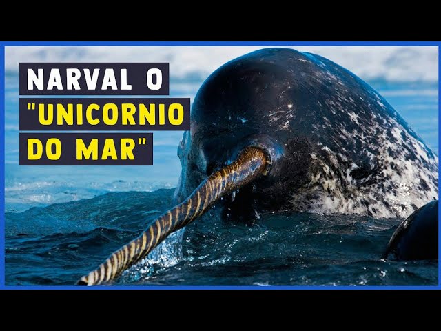 Presa De Narval De Perto Caçadores Culpam Navios De Cruzeiro Por