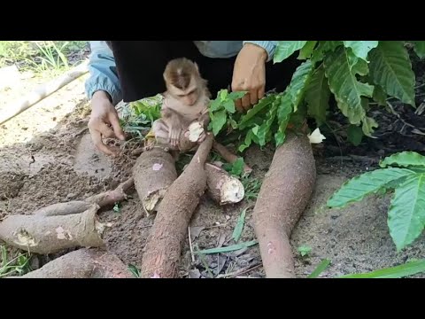 The bim monkey digs cassava with his mother@monkey_bim - YouTube