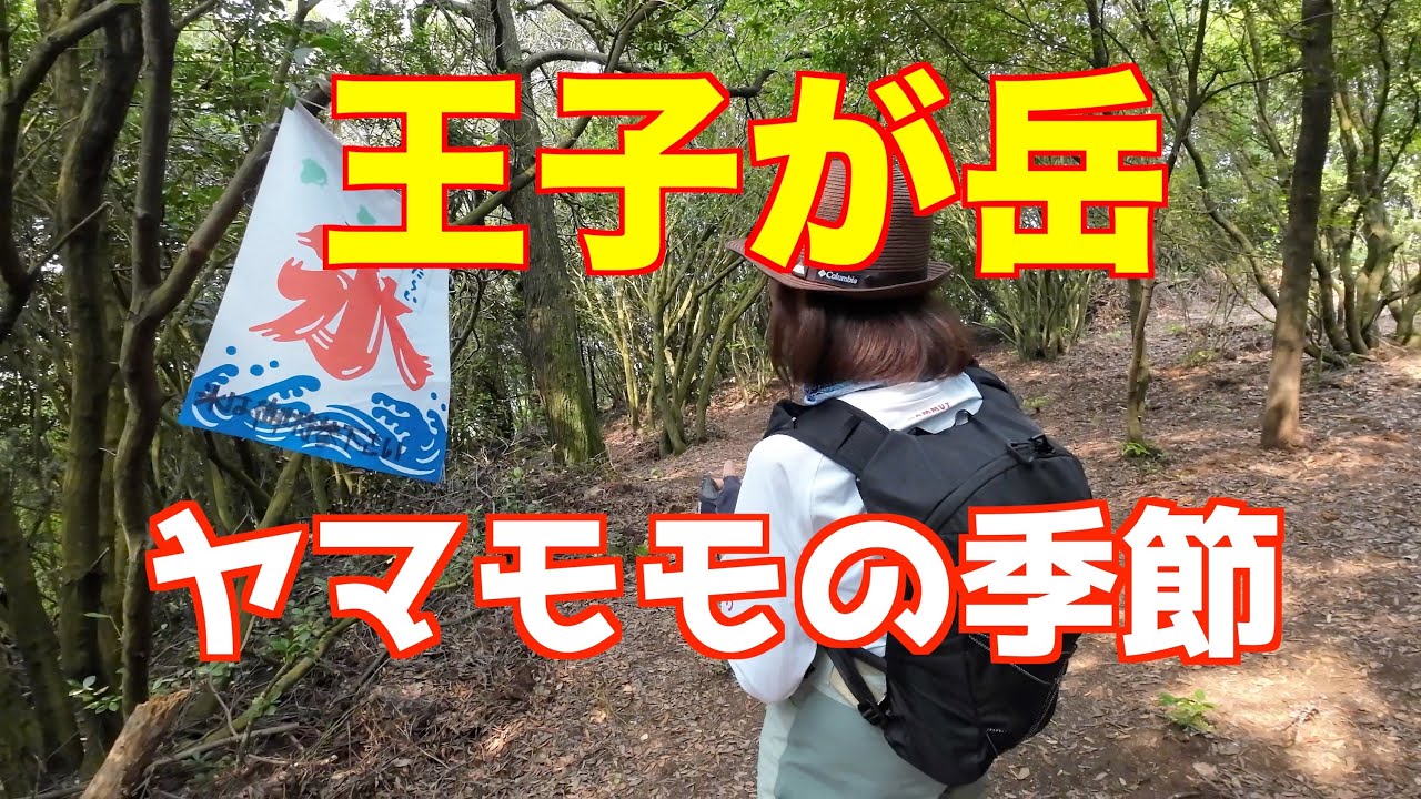 【低山】夏の王子が岳 ヤマモモの季節ですが今年はどうでしょうか？ - YouTube