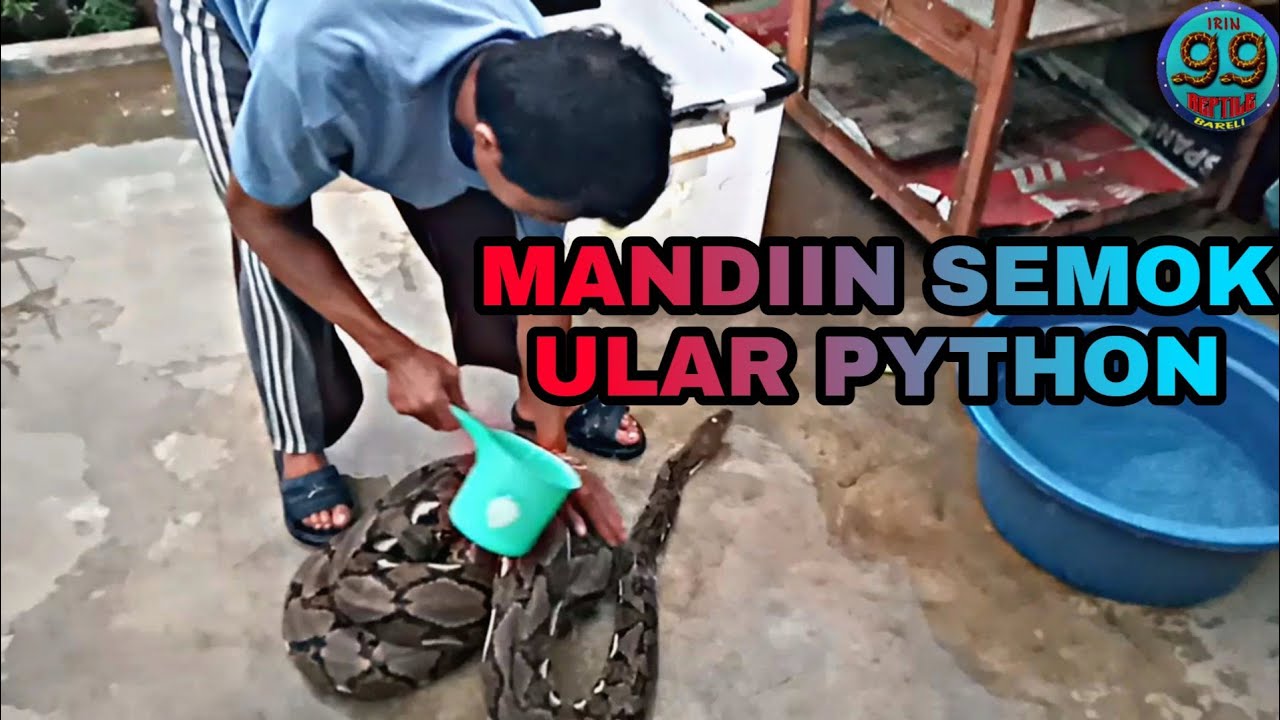 MANDIIN ULAR PHYTON (SEMOK ULAR SANCA BATIK) - YouTube