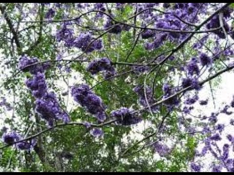 El Nazareno, un árbol ornamental y de rápido crecimiento - YouTube