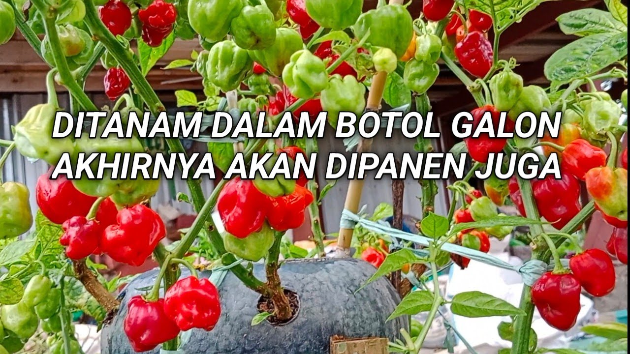 Lombok katokkon di tanam dalam botol galon akhirnya berbuah dan siap ...