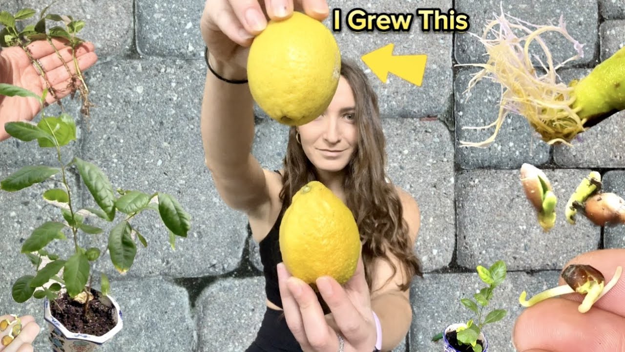 They Say Lemons Are The Hardest Fruit To Grow. I Made It Happen - YouTube
