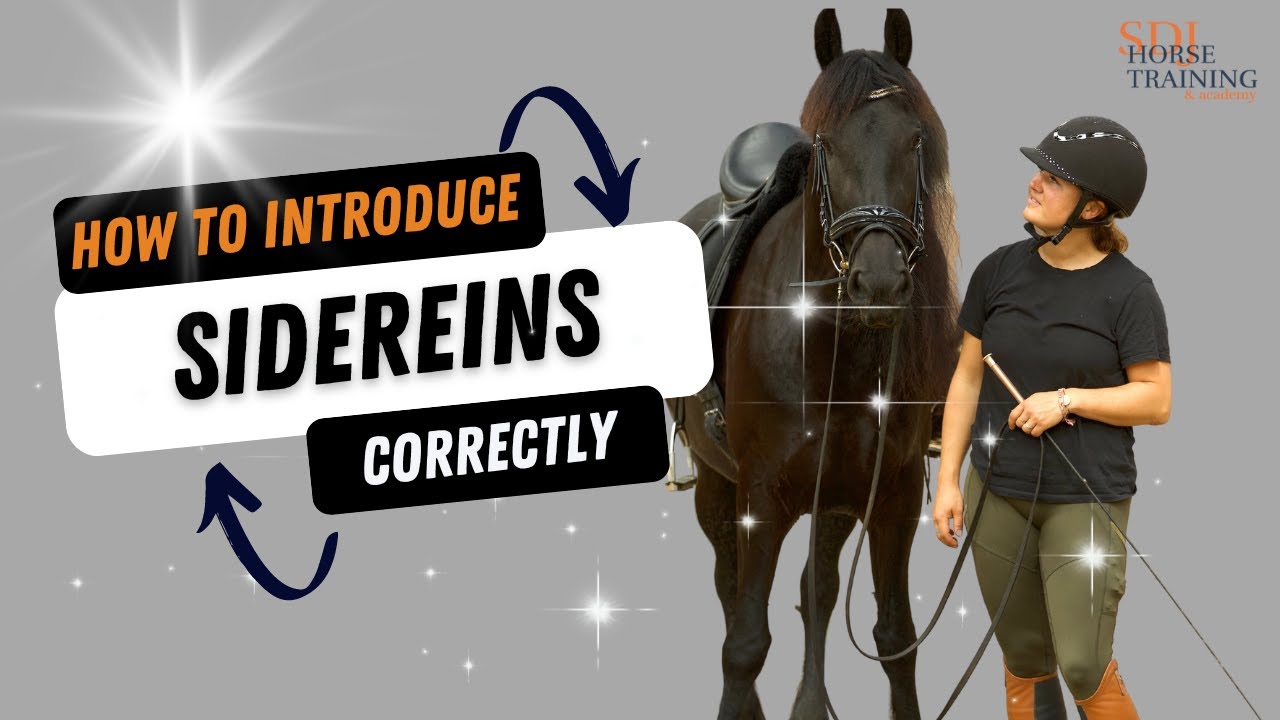 How to introduce side reins correctly to teach your horse to take the ...