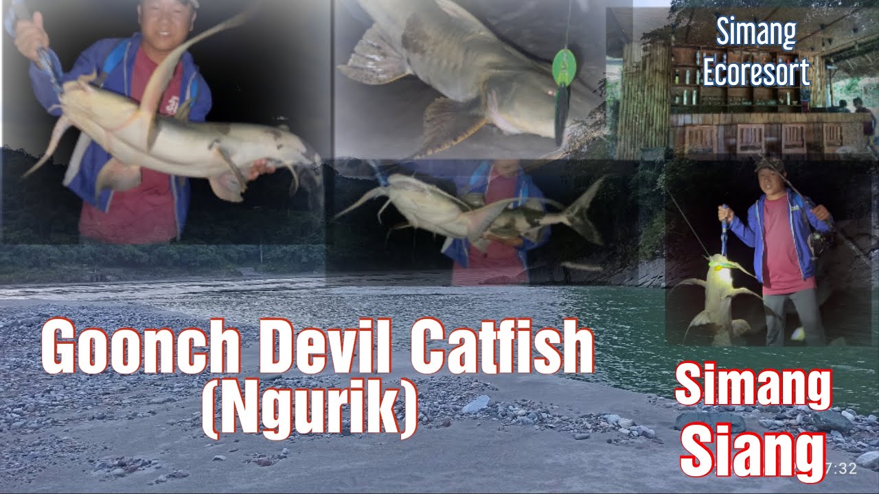Devil Catfish (Ngurik) (Goru mash) Simang Siang Confluence #Boleng # ...