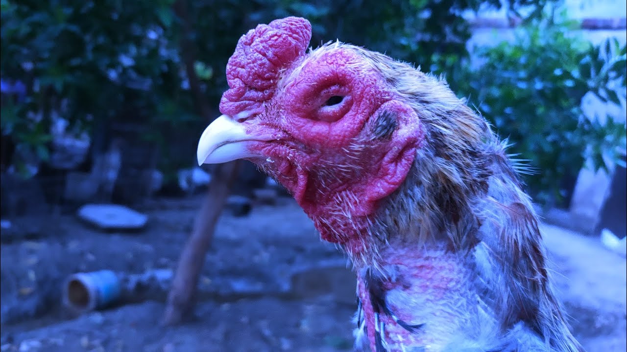 aseels roosters crowing @pakistani aseels@Aseel lovers - YouTube
