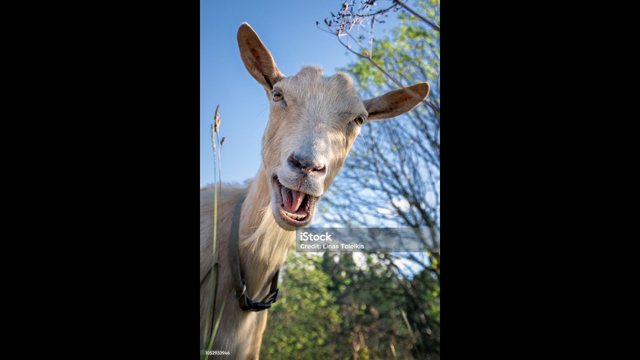 4 NEAR EXTINCT SPECIES THAT MADE A GOAT COMEBACK - YouTube