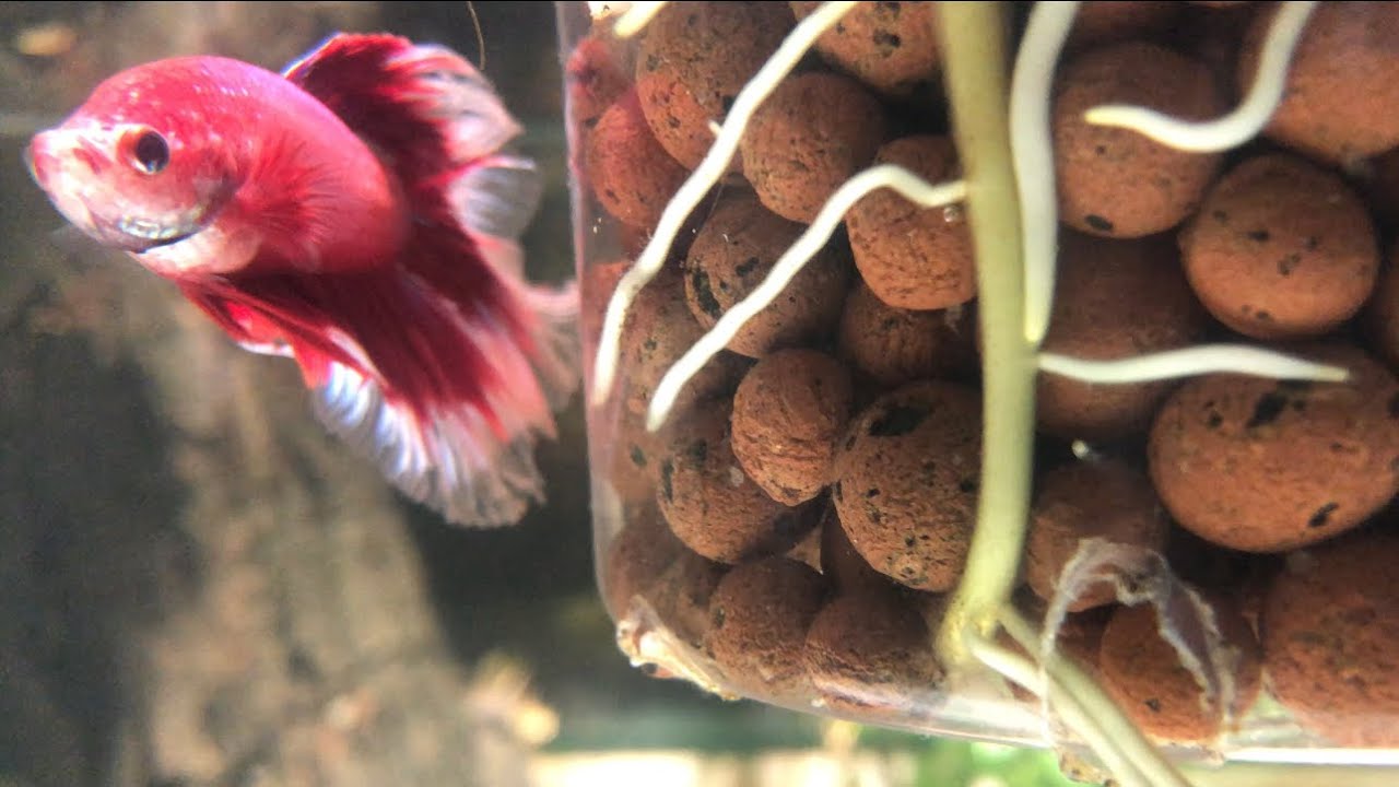 Healthy Roots of the Monstera Deliciosa Propagation in Fish Tank - YouTube