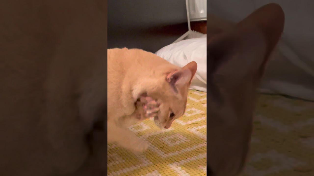 Feline Orofacial Pain Syndrome (FOPS) in a Burmilla MN 4yo cat ‘Ernie ...