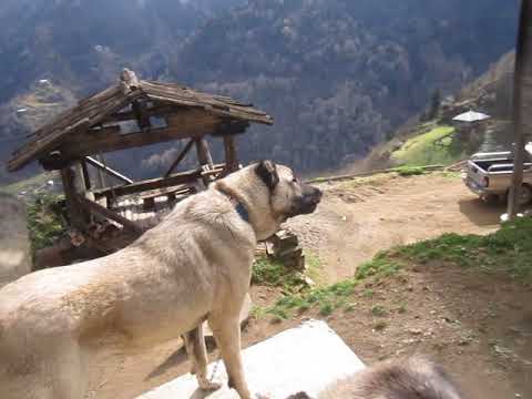 Kangal ve Karadeniz dağ köpeği