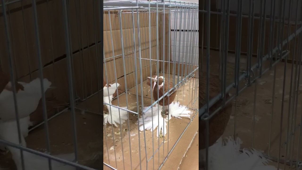 GARŁACZ SIODŁATY ŁAPCIATY - ŻÓŁTA PARA ROZPŁODOWA / REVERSEWING POUTER - YELLOW BREEDING PAIR ...