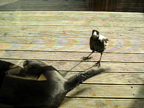 Funny Pets - Magpie and Dog - YouTube