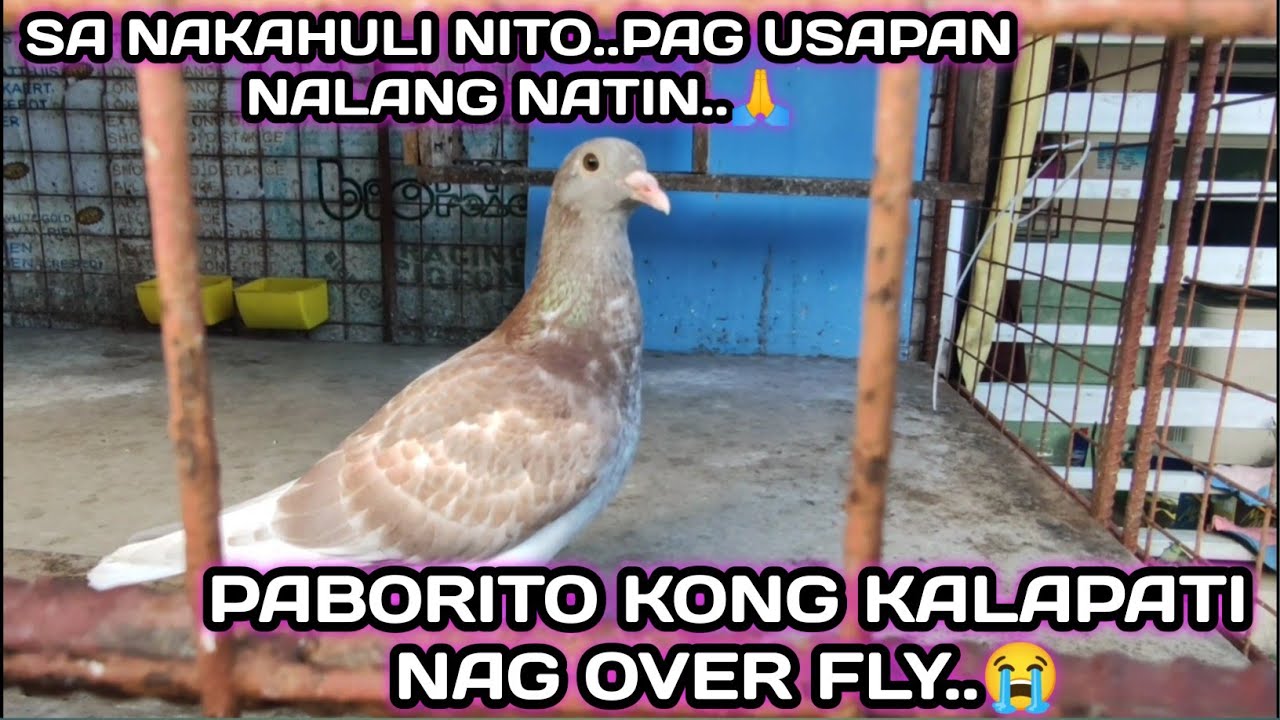 PABORITO KONG KALAPATI NAG OVER FLY..😭 | SA NAKAHULI NITO..PAG USAPAN ...