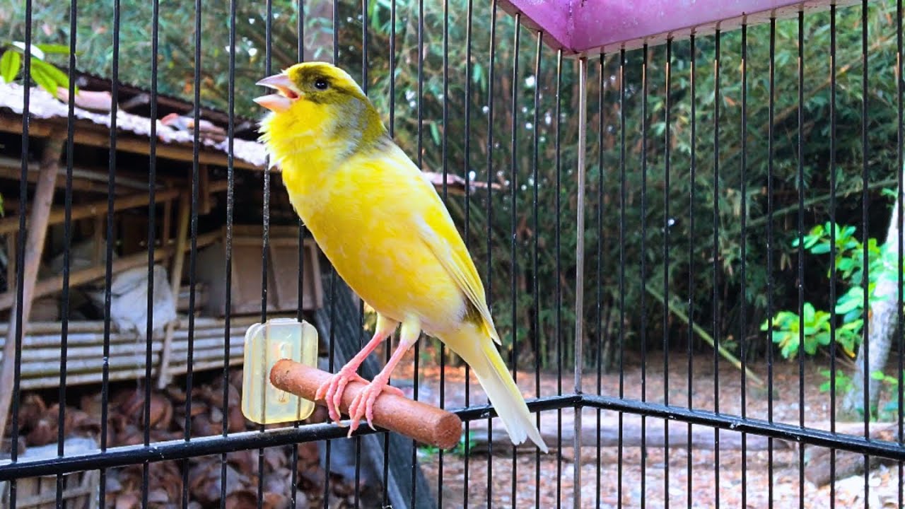 Yellow Canary Chirping | The Best Canary Singing Training - YouTube