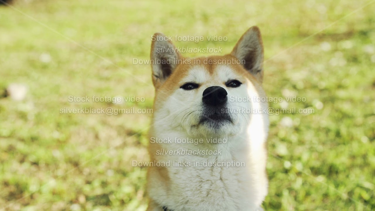Close-up portrait of sweet shiba inu puppy sitting on grass and ...