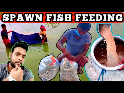 spawn fish feeding system | how to feeding fish spawn | take care of ...