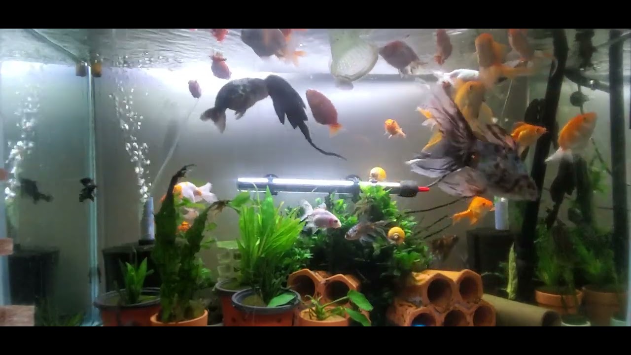 WOW SUPER BEAUTIFUL GOLDFISH - YouTube