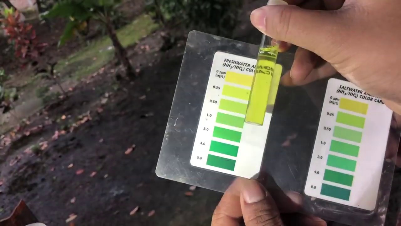 Biofloc live ammonia & floc test by Romel Agro Bangladesh - YouTube