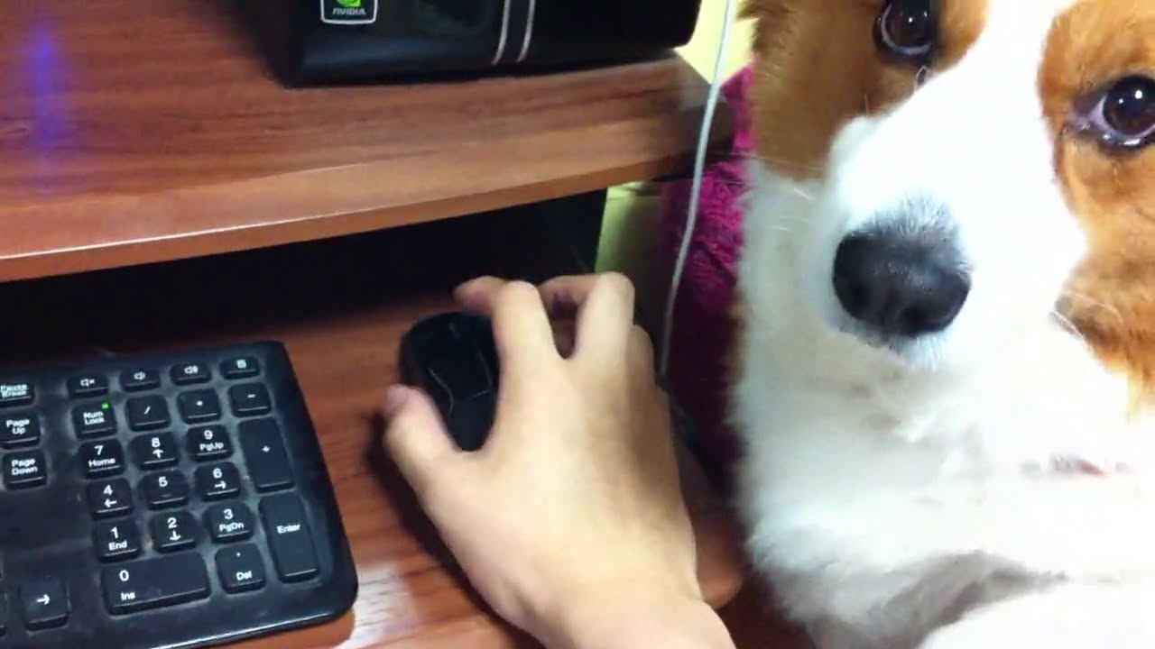 Corgi Stops Owner From Using Computer - YouTube