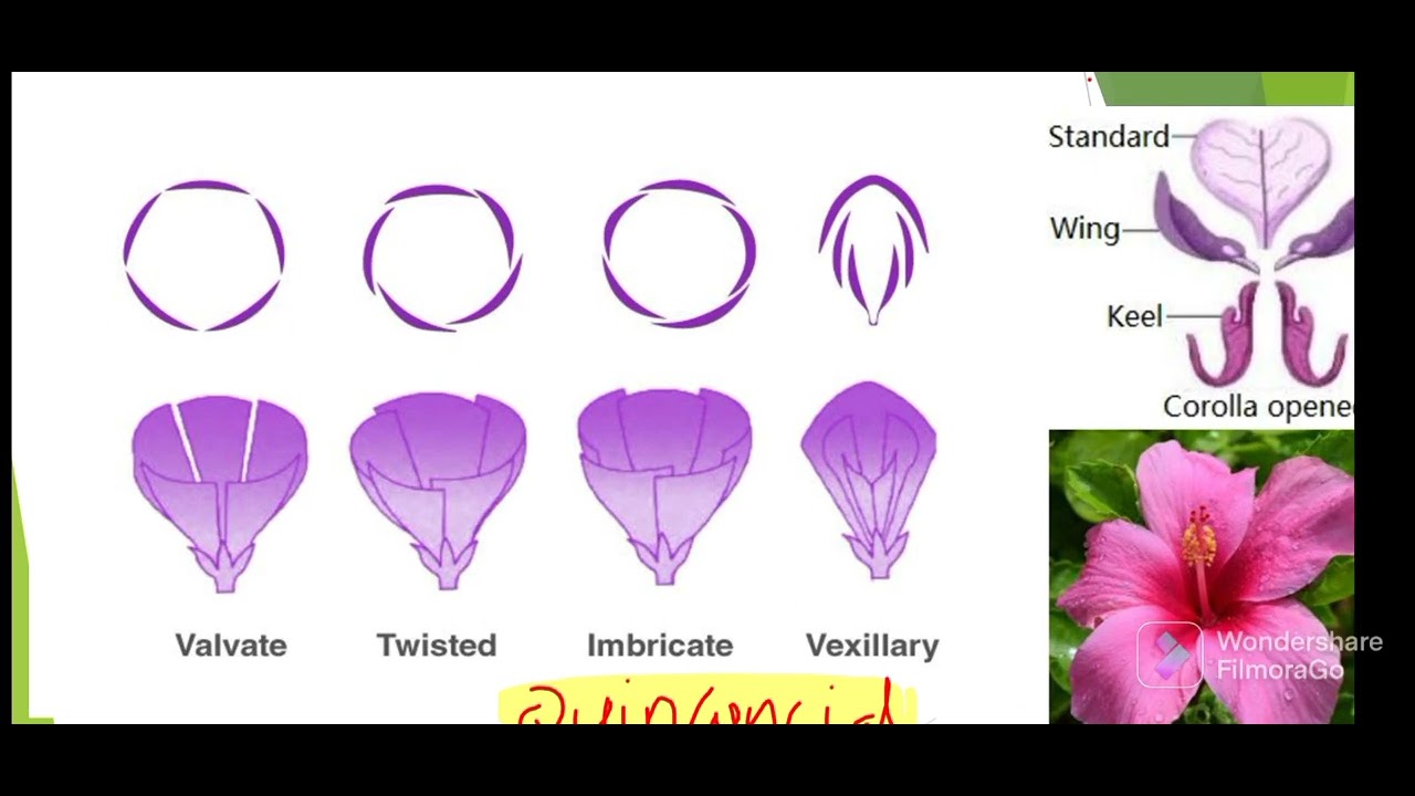 Aestivation : Morphology of flowering Plants - YouTube