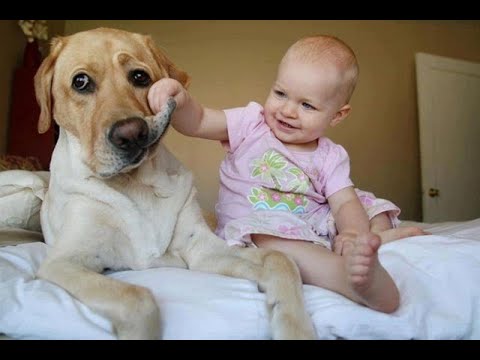 Funny Babies and Animals Video THE BEST Adorable Baby and Animals ...