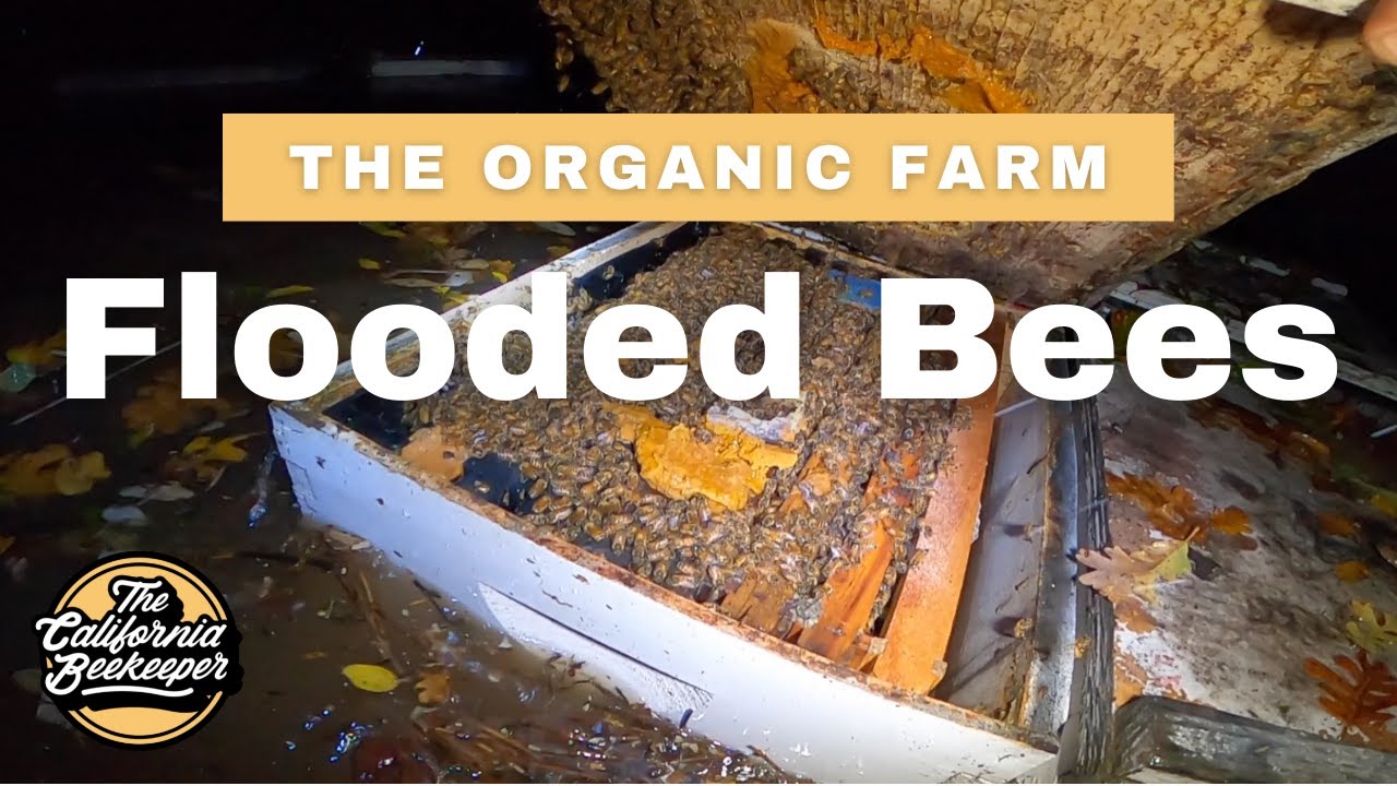 Flooded Bees at the Organic Farm - YouTube