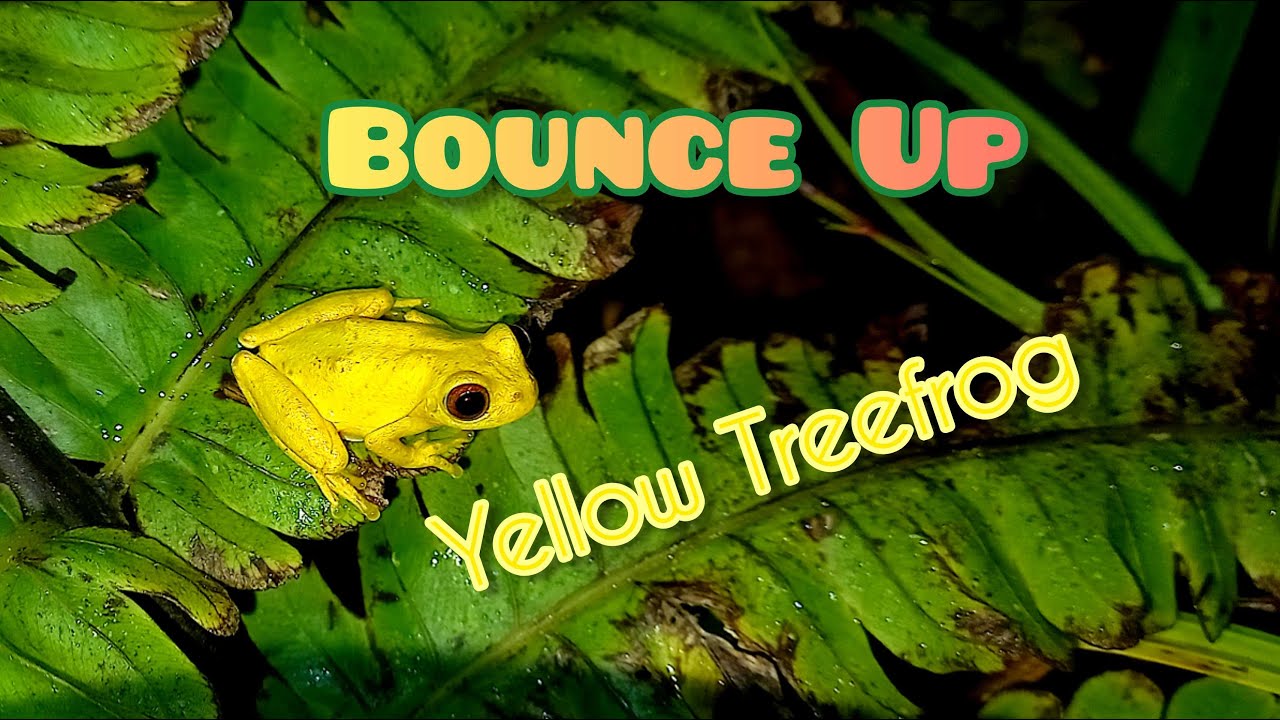 Bounce Up: Yellow Treefrog (Dendropsophus goughi) - YouTube