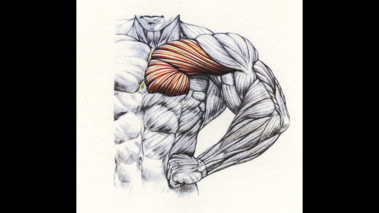 Le haut de pec est-il un muscle indépendant? Nouvelle étude expliquant ...
