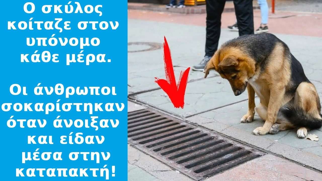 Ο σκύλος κοίταζε επίμονα ΜΕΣΑ στον υπόνομο κάθε μέρα. ΟΛΟΙ σοκαρίστηκαν ...