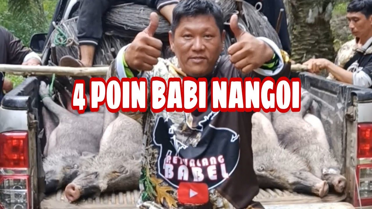 ASLiii!!!NGOS-NGOSAN KEJAR BABi HUTAN TANPA KAMERA STANBY SEPERTi iNi ...