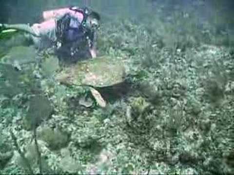 Giant Loggerhead Turtle in Belize - YouTube