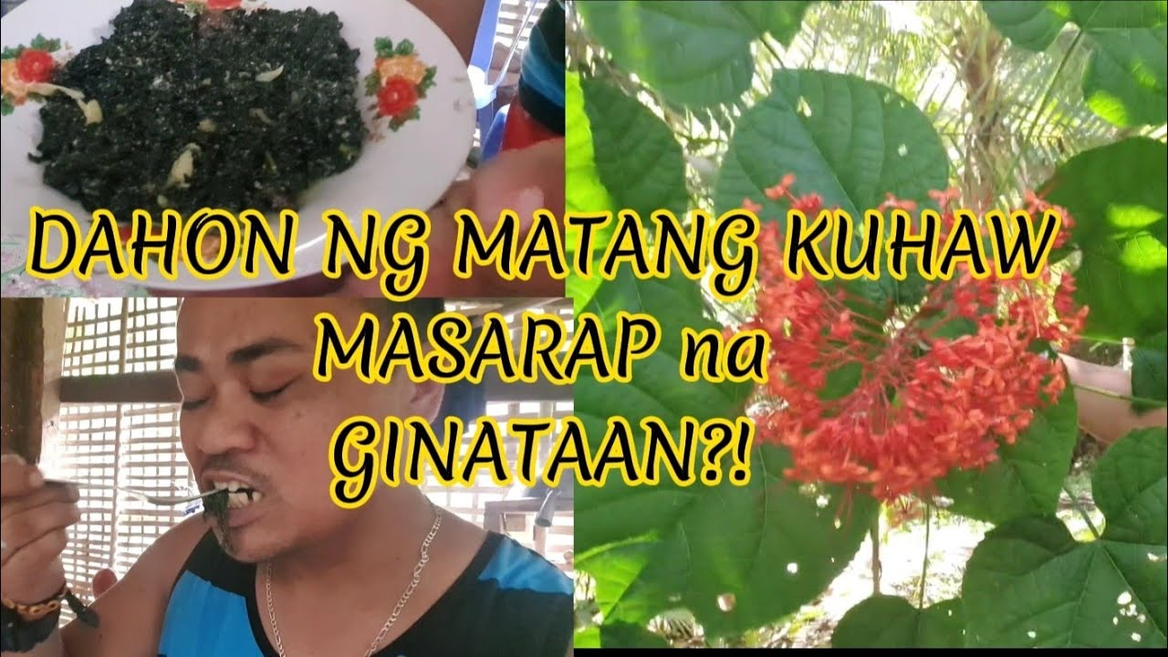 HERBAL NA DAHON NG MATANG KUHAW | PWEDE PALA GUALAYIN (ulam) - YouTube