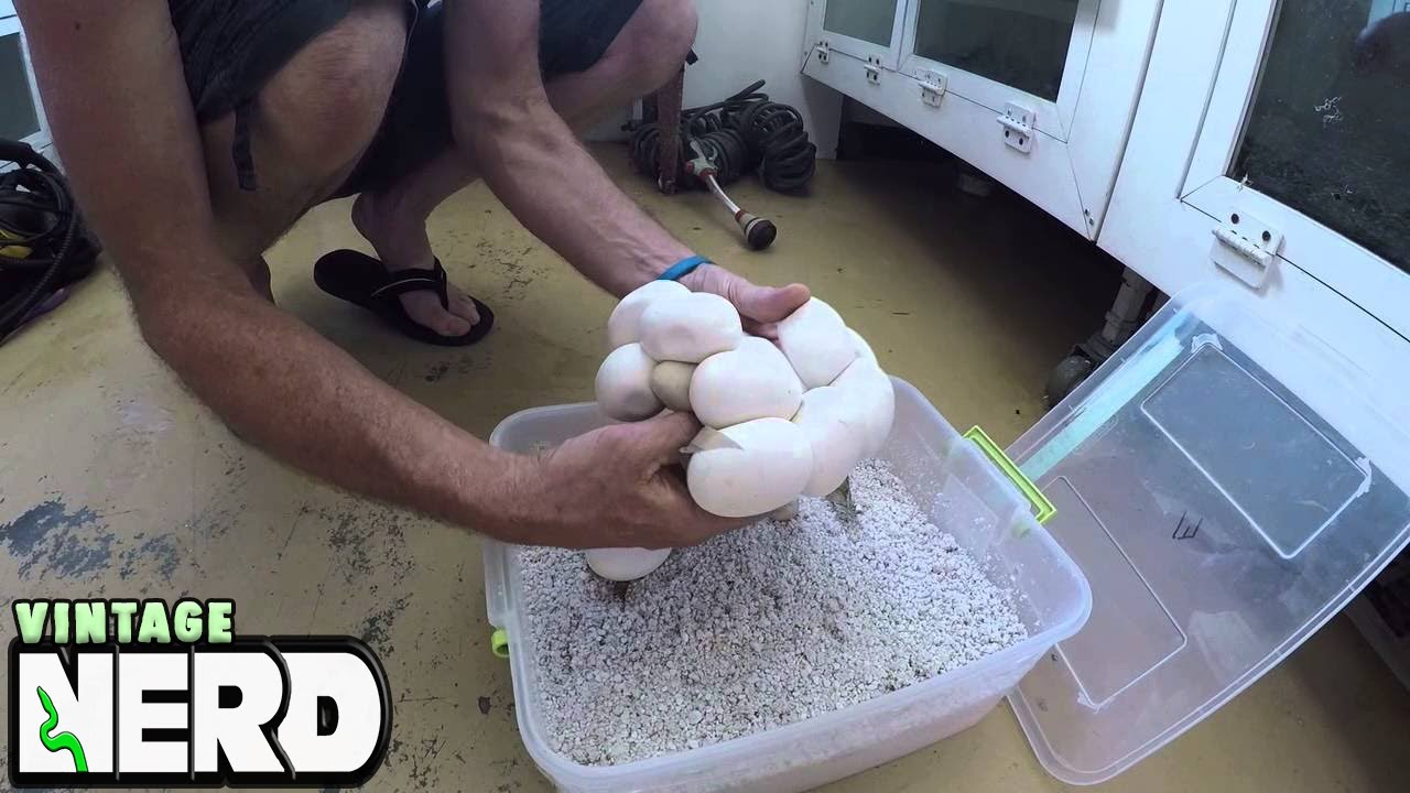 Pulling Scrub Python Clutch - YouTube