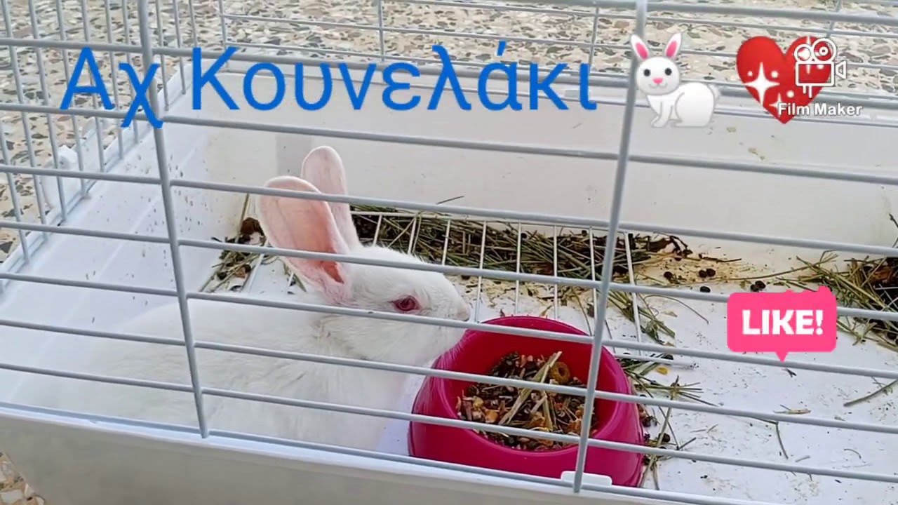 Αχ κουνελάκι - YouTube
