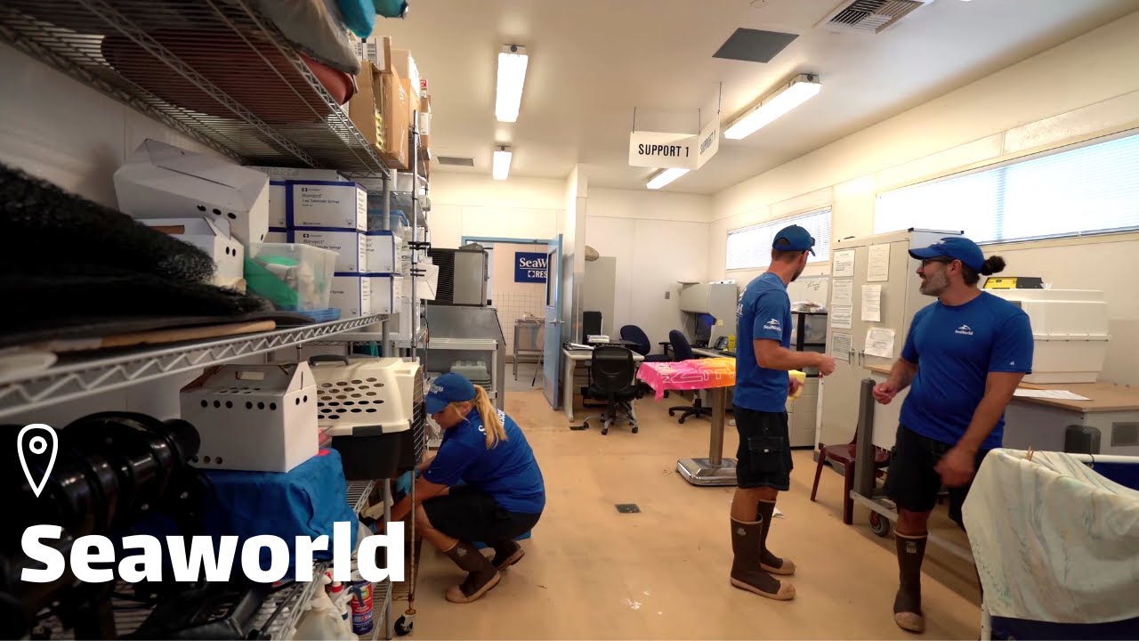 🐦How Does San Diego Seaworld Rescue Team Save Lives 【聖地亞哥海洋世界救援隊如何拯救生命 ...