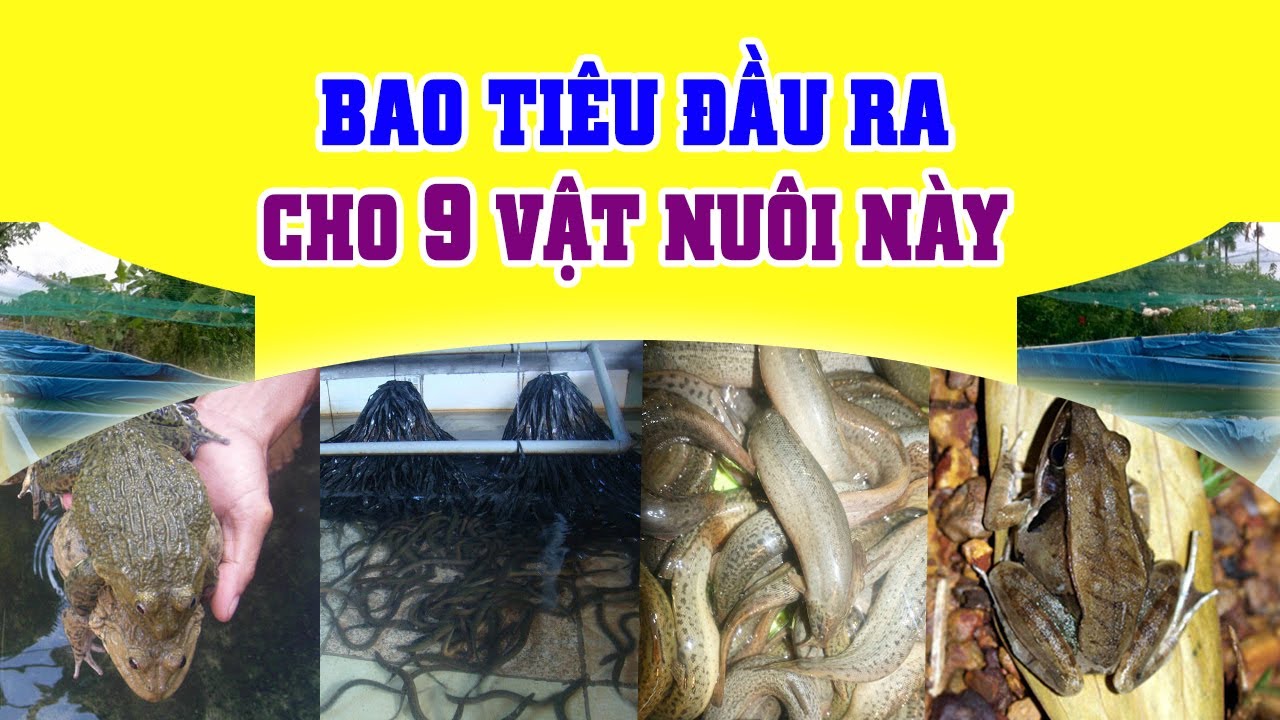 THU MUA SẢN PHẨM ĐẦU RA CHO 9 LOÀI VẬT NUÔI NÀY ĐỂ BÀ CON YÊN TÂM LÀM ...