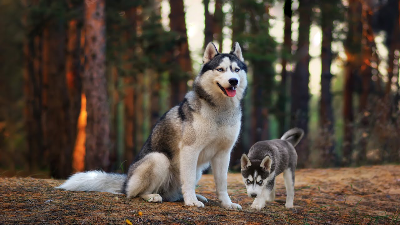 How Husky Giving Birth Success - YouTube