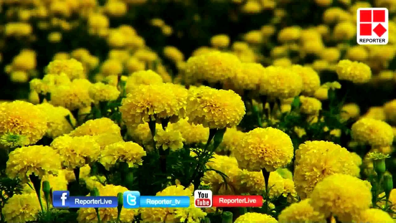 Marigold field in Gundlupet │Reporter Live - YouTube