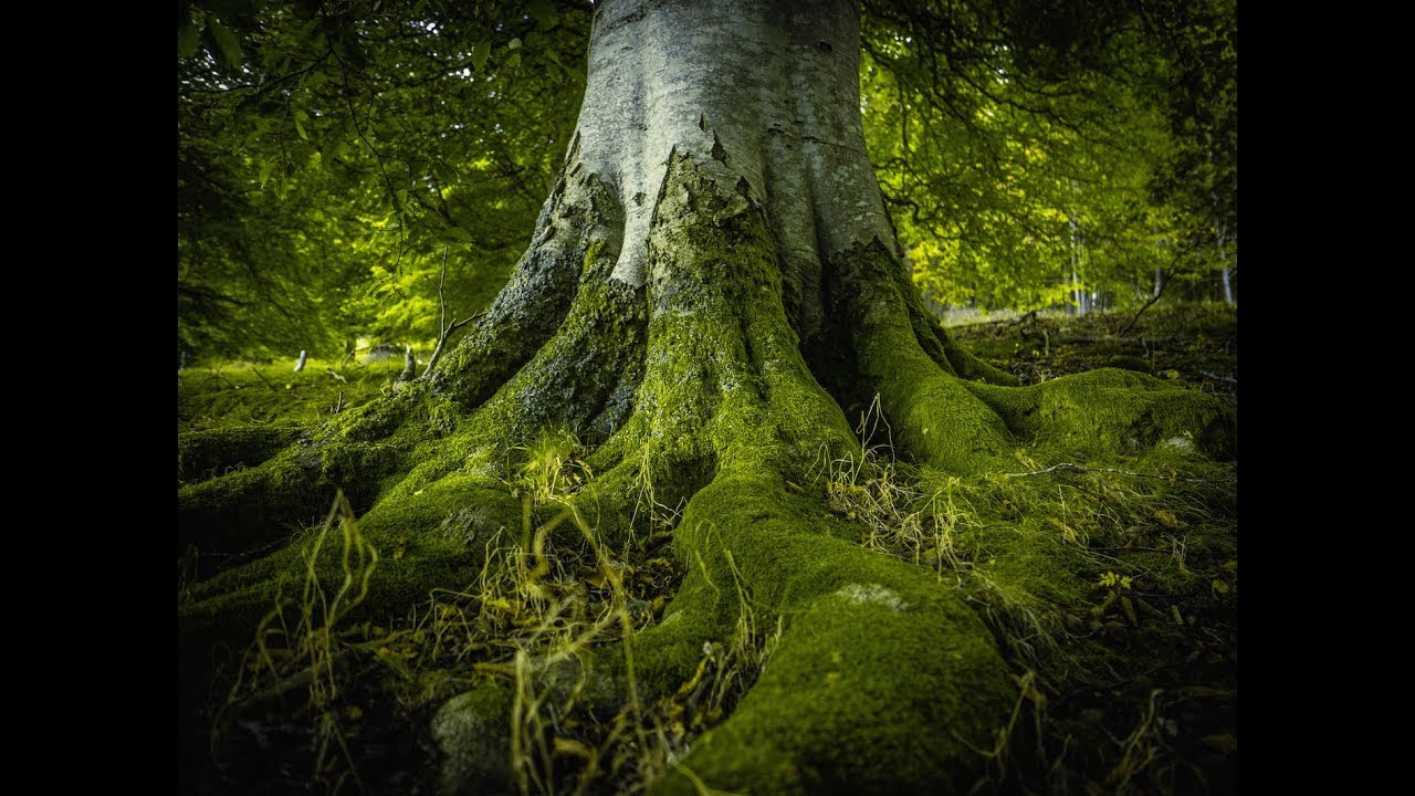 Bioenergetic Alchemy - Earth - Grounding and Trauma Release - YouTube