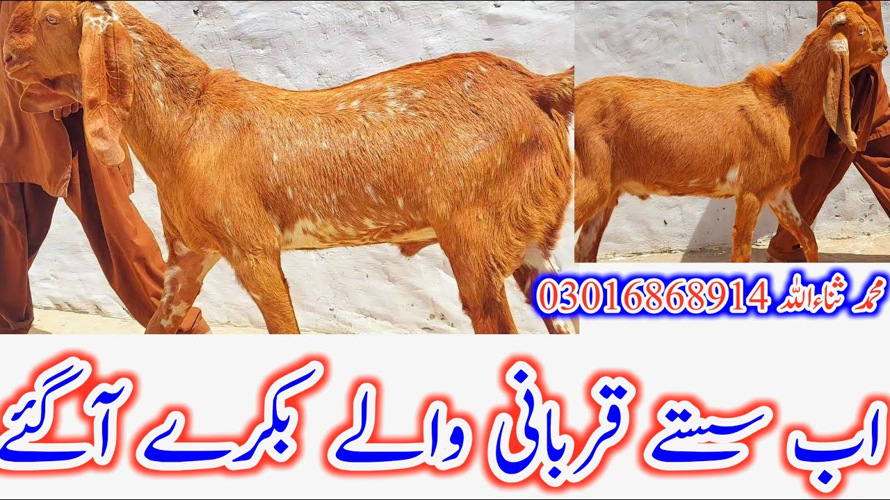 Qurbani Wala Bakra Price | Bakra New Video | Bakra Eid | Dasi Qurbani ...