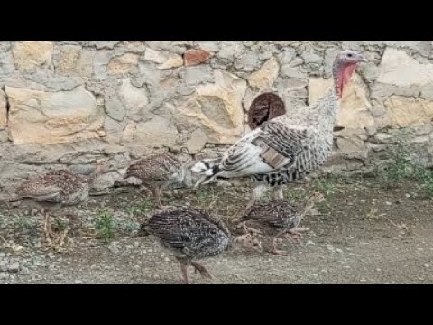 HİNDUŞKA BALALARİNDA QURUNMA VARSA NE ETMEK LAZIMDIR ❓