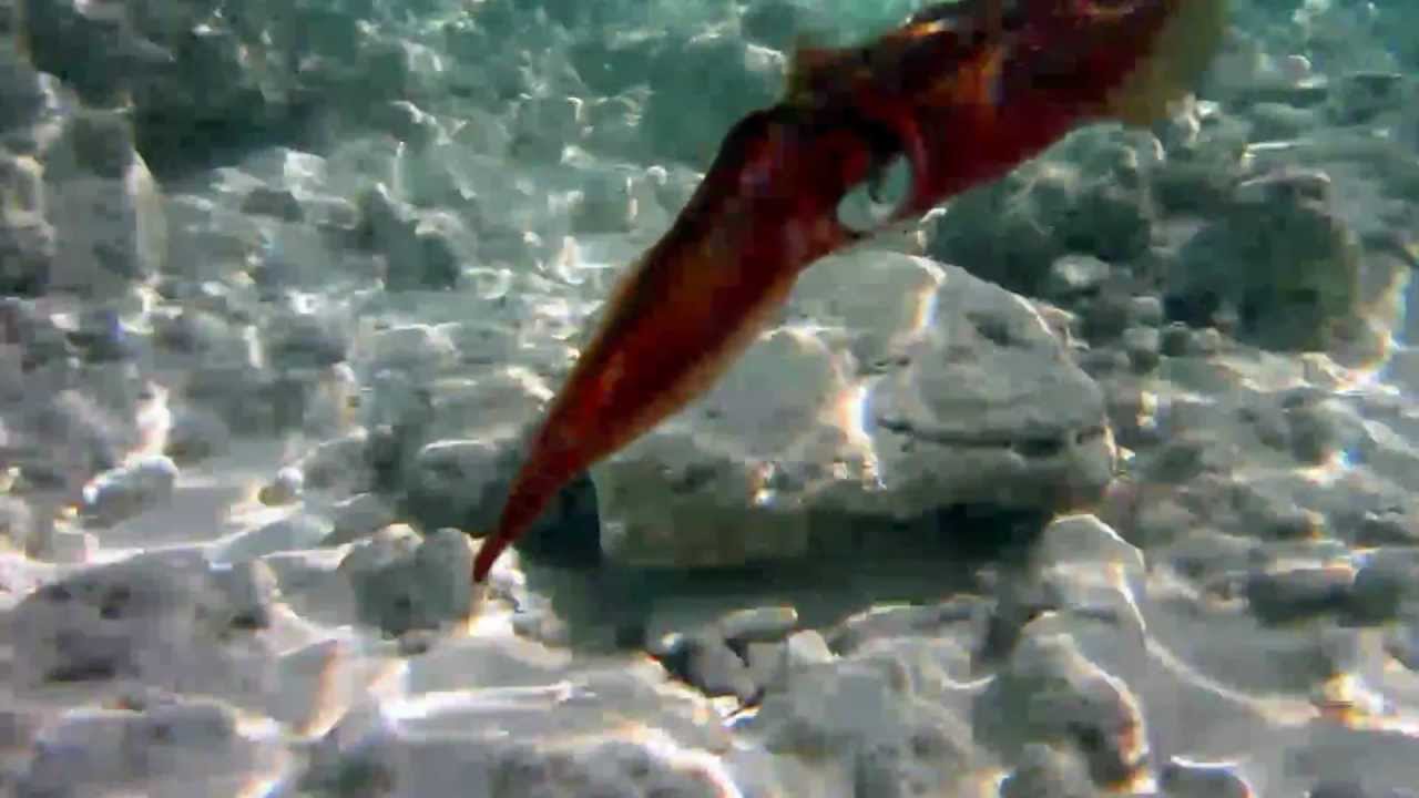 Dancing Squid - YouTube