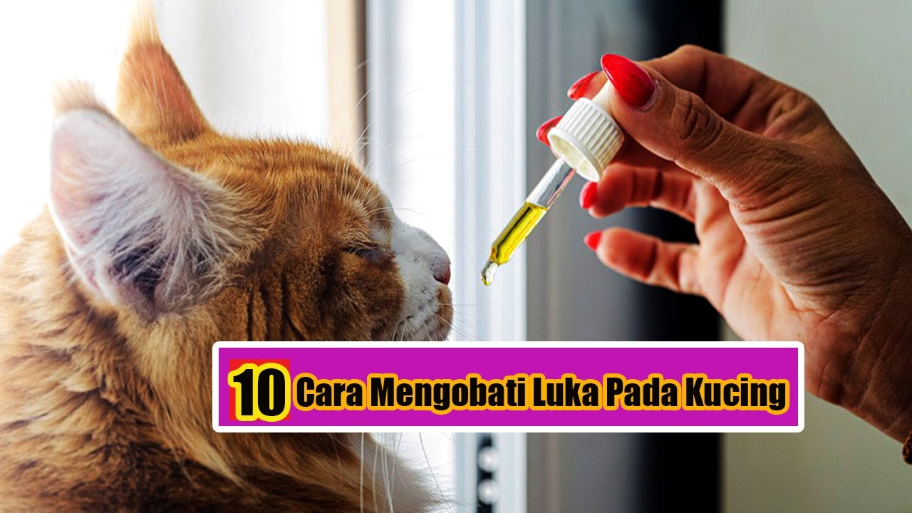 WwaAwW...Inilah 10 Cara Mengobati Luka Pada Kucing Kamu!!! - YouTube
