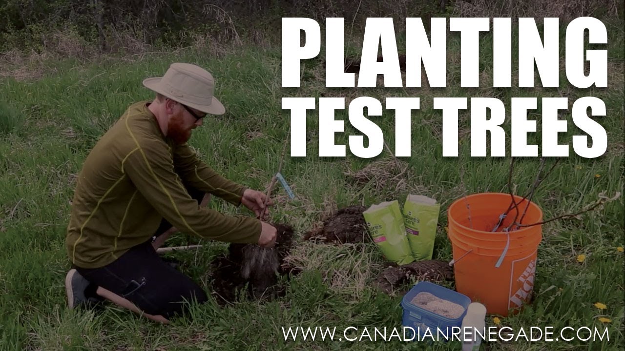 Planting Test Trees on the Homestead - Mail Order Trees - YouTube