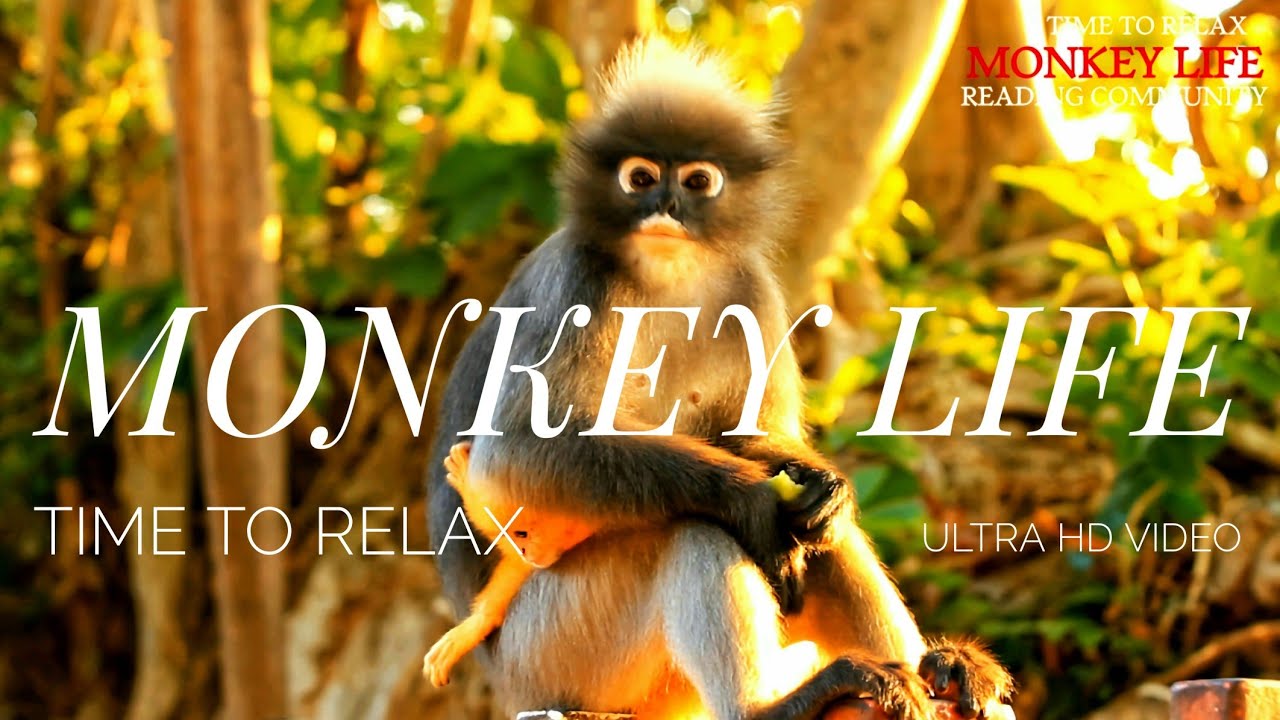 Monkey life (Time to relax) - YouTube