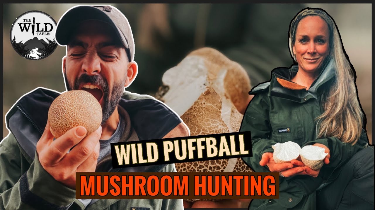 WILD PUFFBALL MUSHROOM FORAGING - YouTube