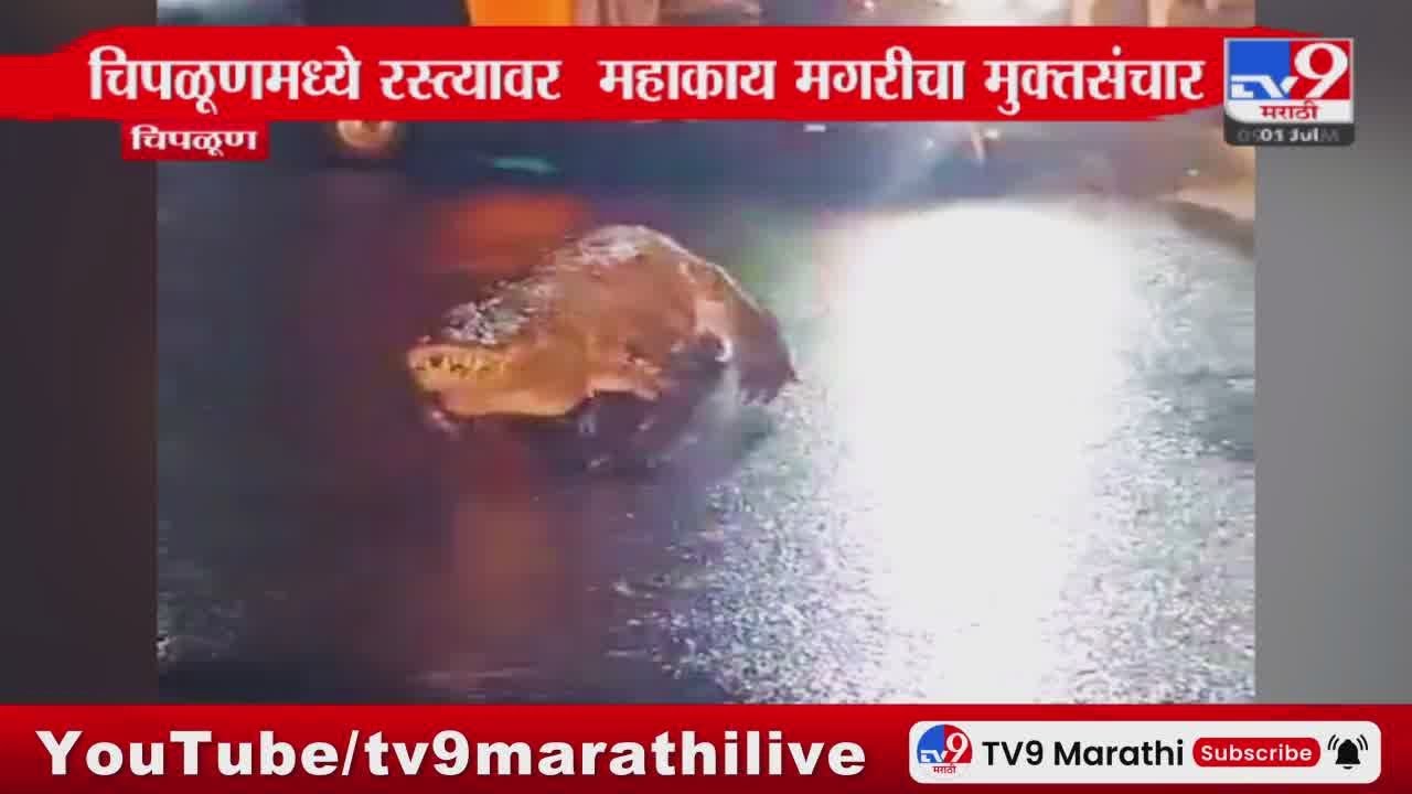 Chiplun Crocodile News | चिपळूणच्या रस्त्यावर महाकाय मगरीचा मुक्तसंचार ...