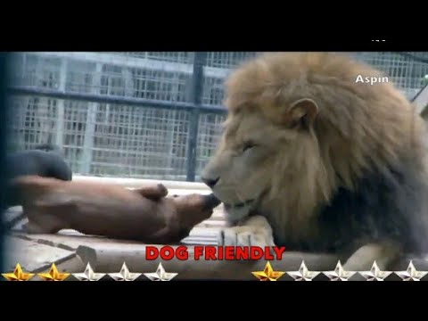 Pitbull VS Lion - Lion VS Pitbull - Aspin